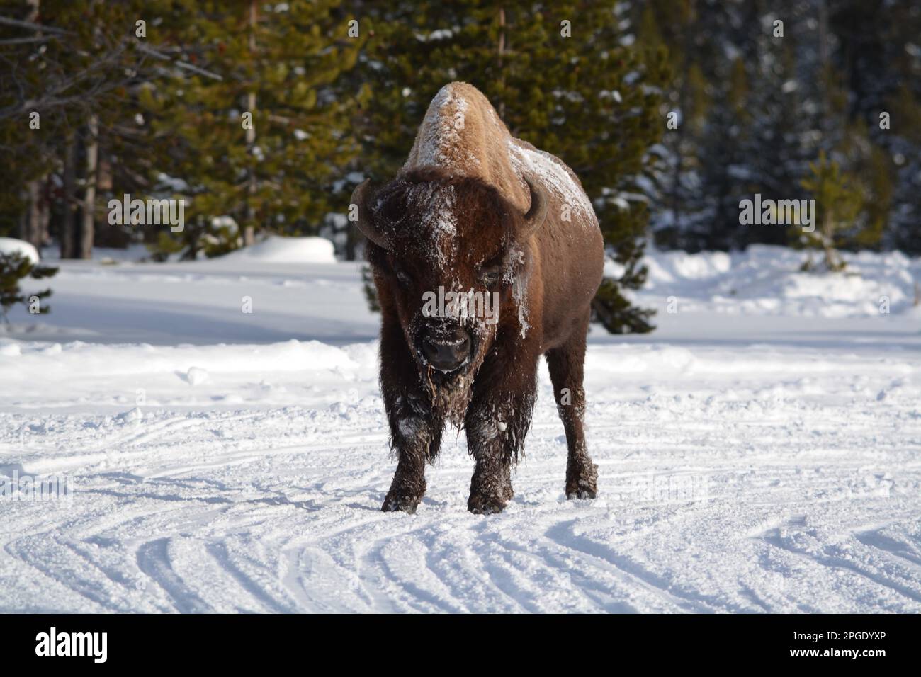 A majestic bison is ambling through a wintery landscape, a blanket of ...
