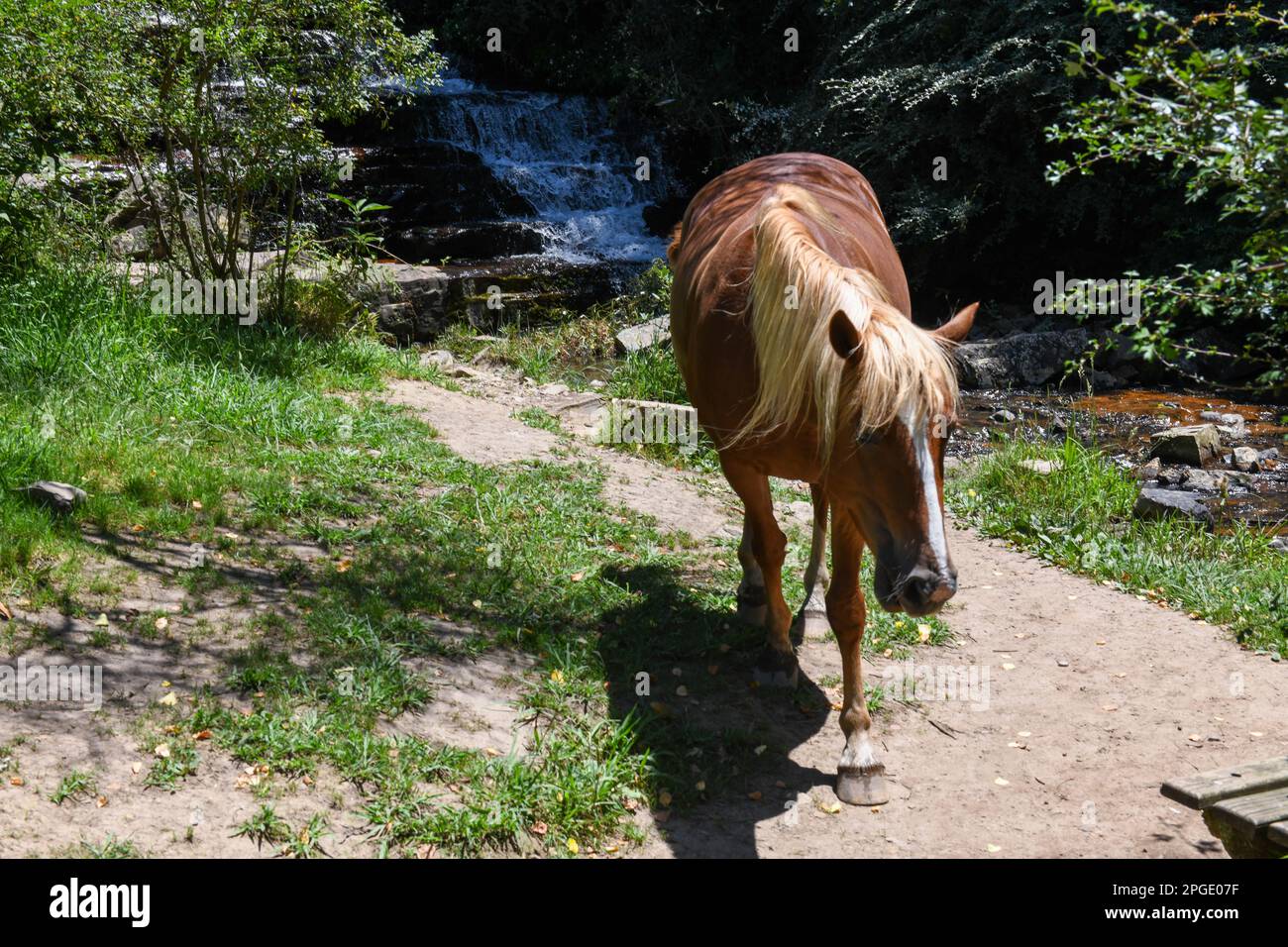 Horse in front of the waterfall on the countryside of Hogsback in South ...