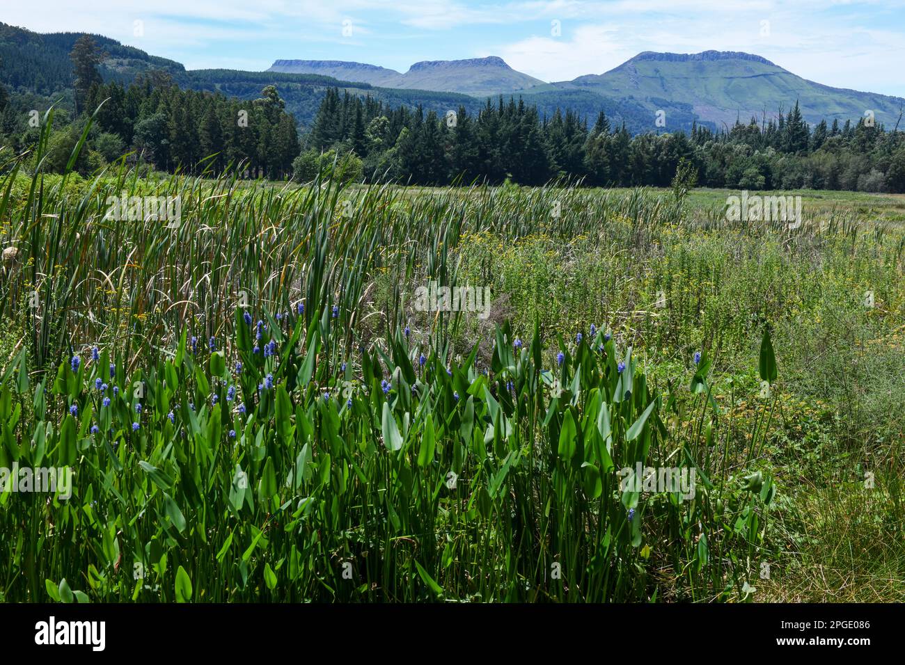 Landscape on the countryside of Hogsback in South Africa Stock Photo ...