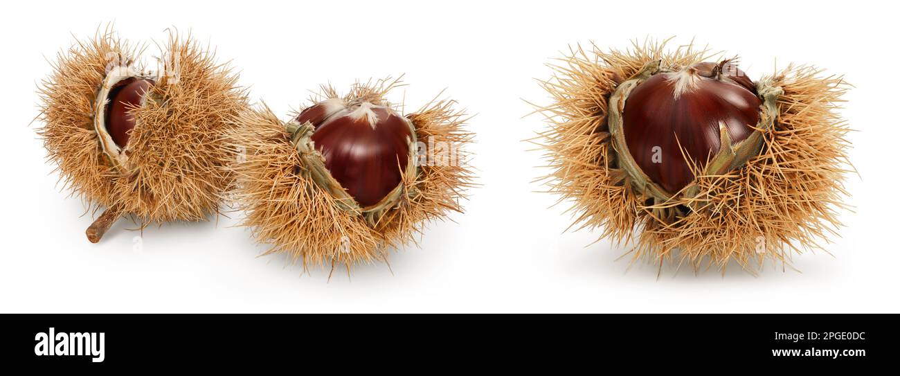 Ripe sweet chestnut in its spiky husk split open to reveal the fruit or ...