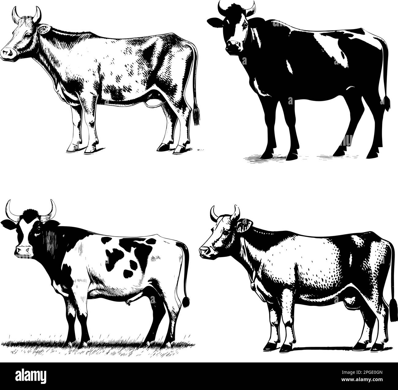 Vector image of a cow. Vintage illustration of cows and bulls Stock ...