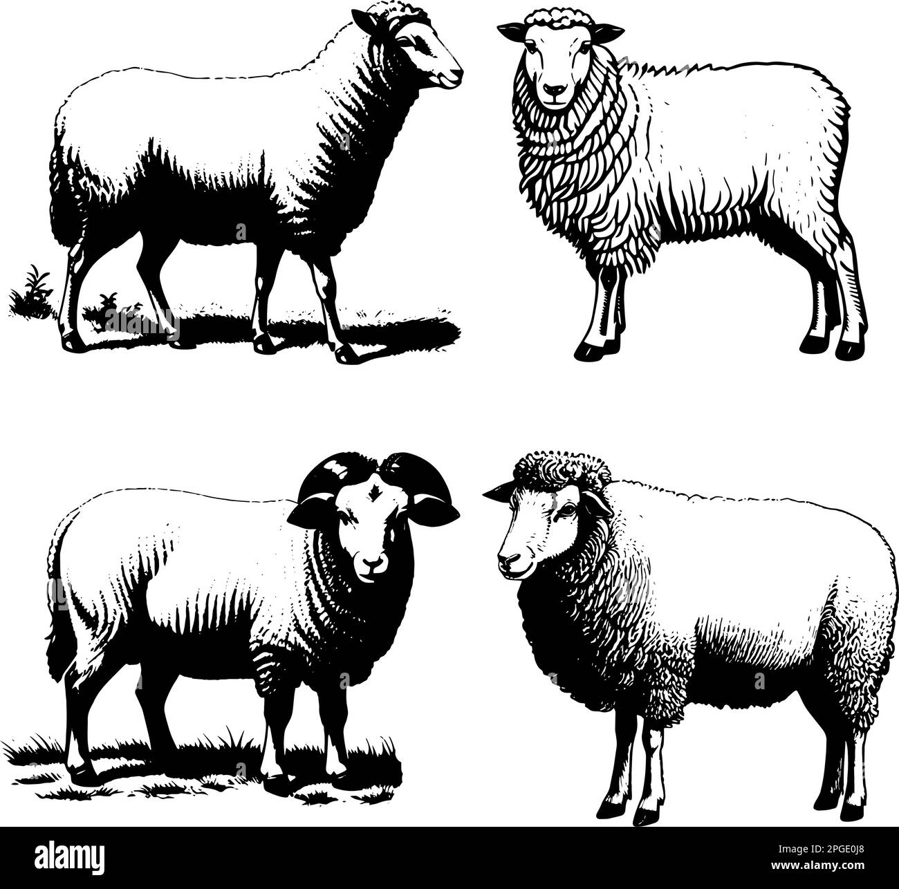 Vector illustration of 4 sheep and rams. Monochrome, isolated on a ...