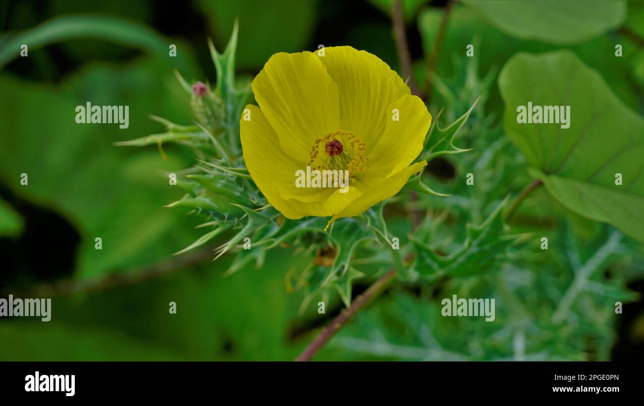 Beautiful closeup view of Argemone Mexicana flower, Bermuda thistle ...