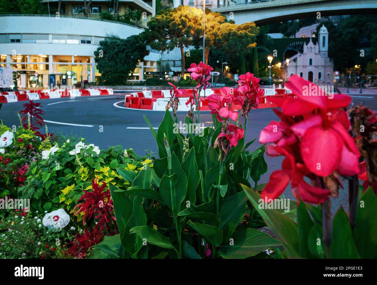 Flower bed of canna plants red flowering (rank genus) in Monaco in ...