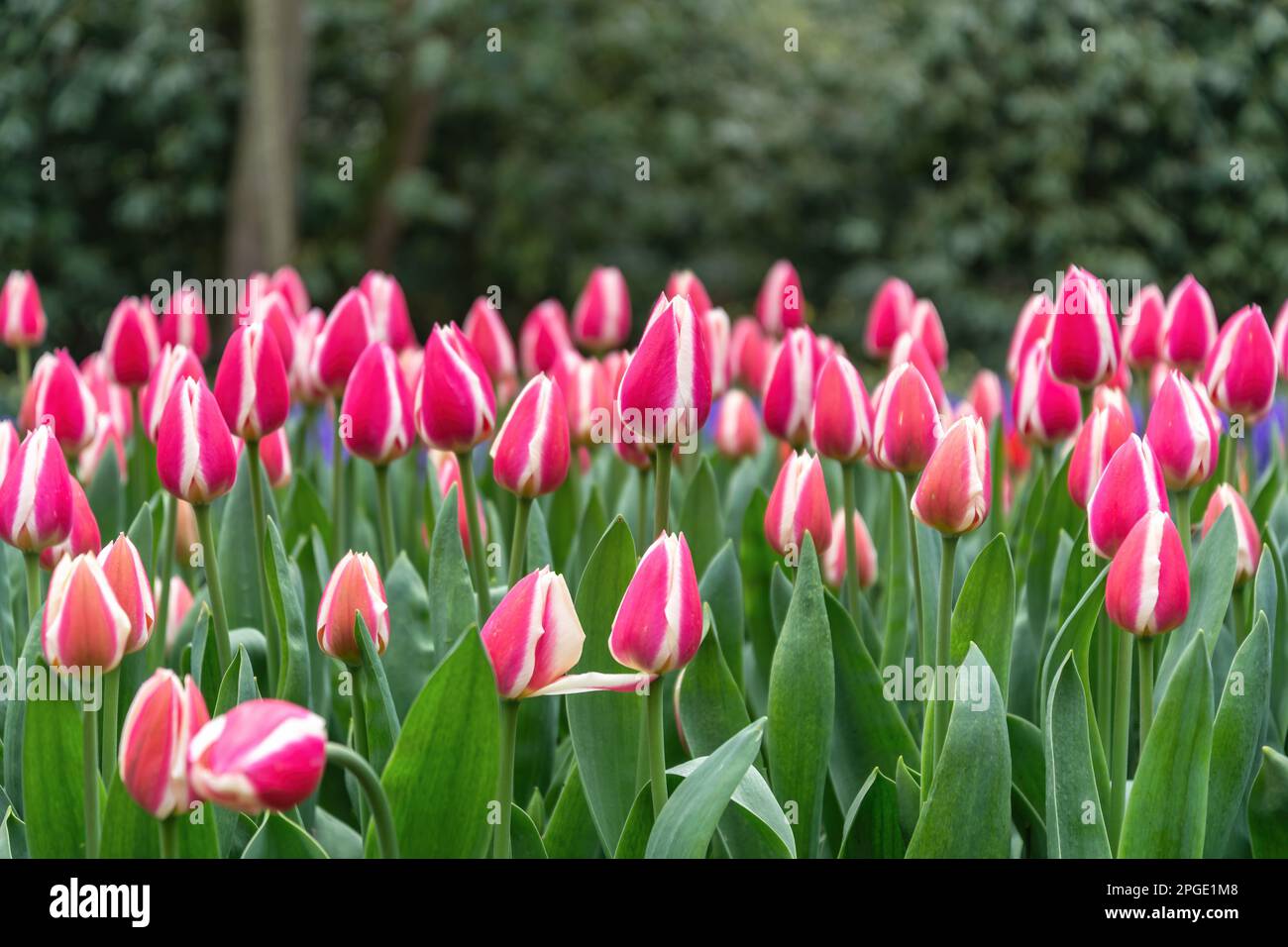 Tulip flower bulb field in garden, spring season in Lisse near ...