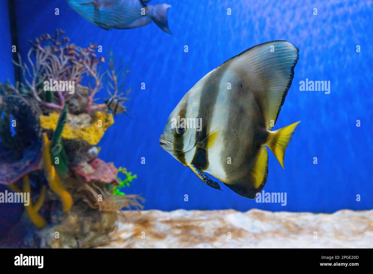 Beautiful bright fish Platax teira, Longfin Batfish in blue water of ...