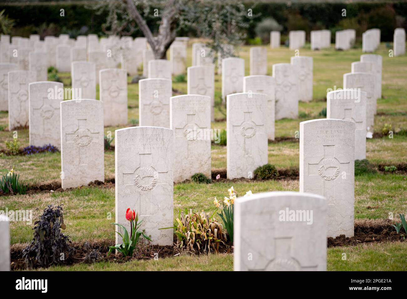 The Commonwealth War Graves Commission war cemetery near the river Arno ...