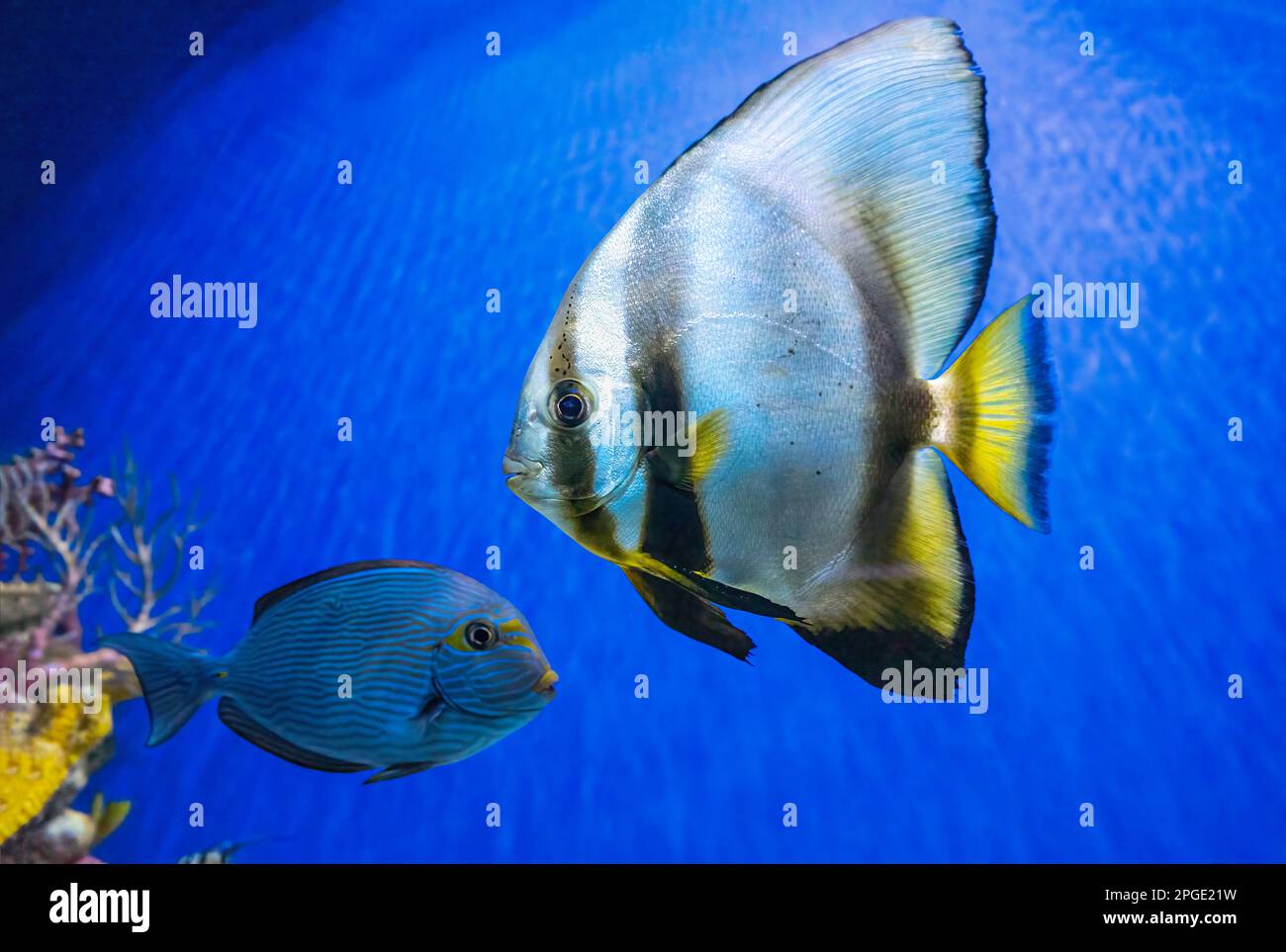 Beautiful bright fish Platax teira, Longfin Batfish in blue water of ...