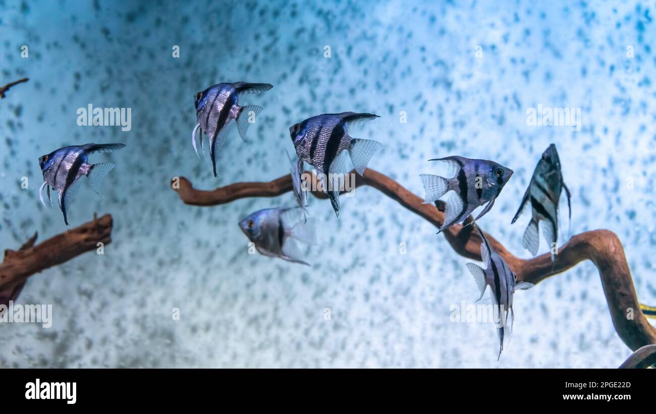 Group of tropical fish Pterophyllum scalare altum swimming in aquarium ...