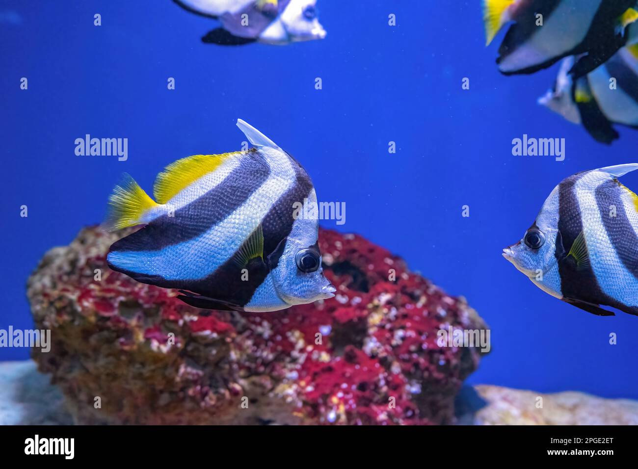 Pennant coral fish hi-res stock photography and images - Alamy