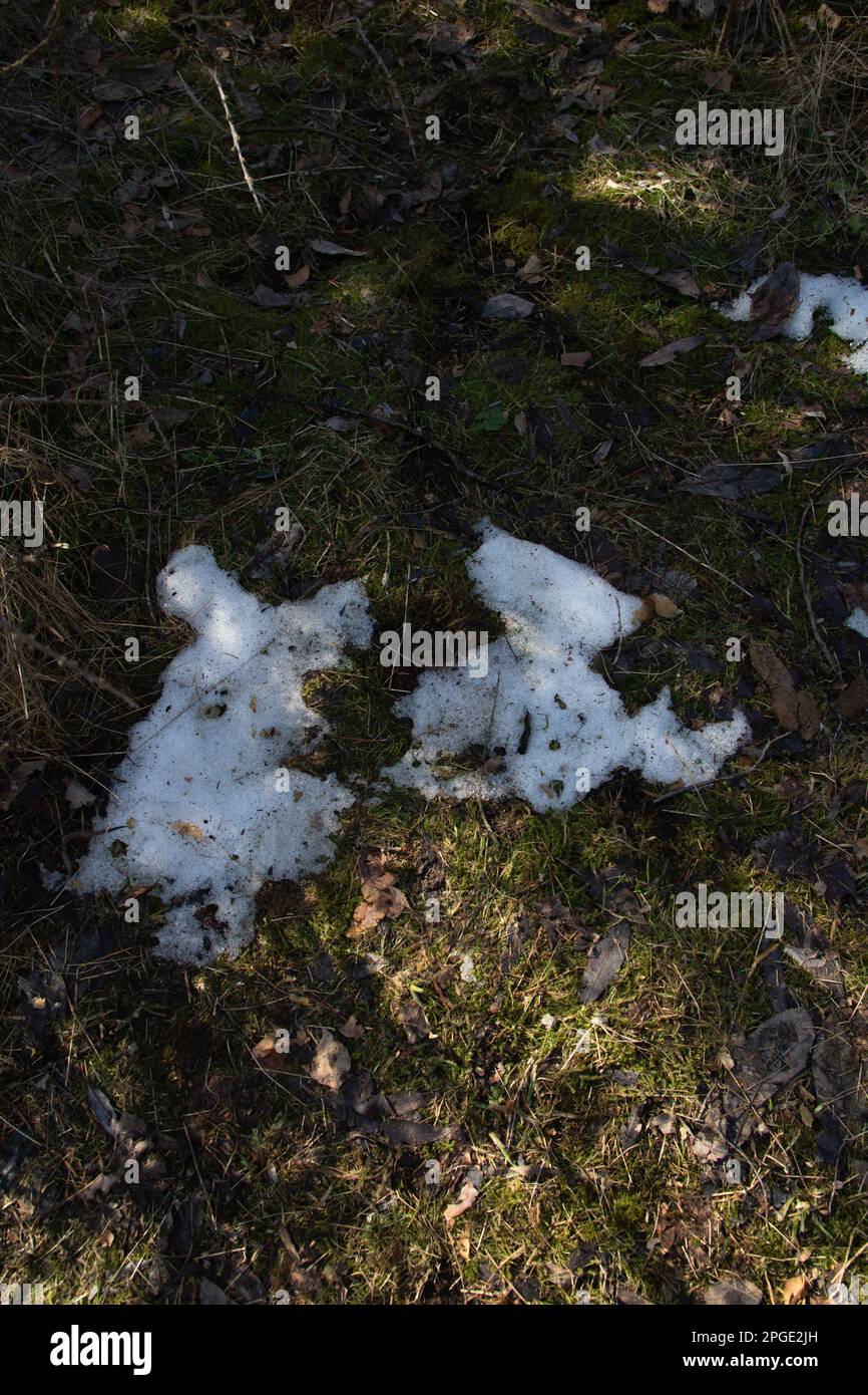Snow melting in a forest hi-res stock photography and images - Alamy