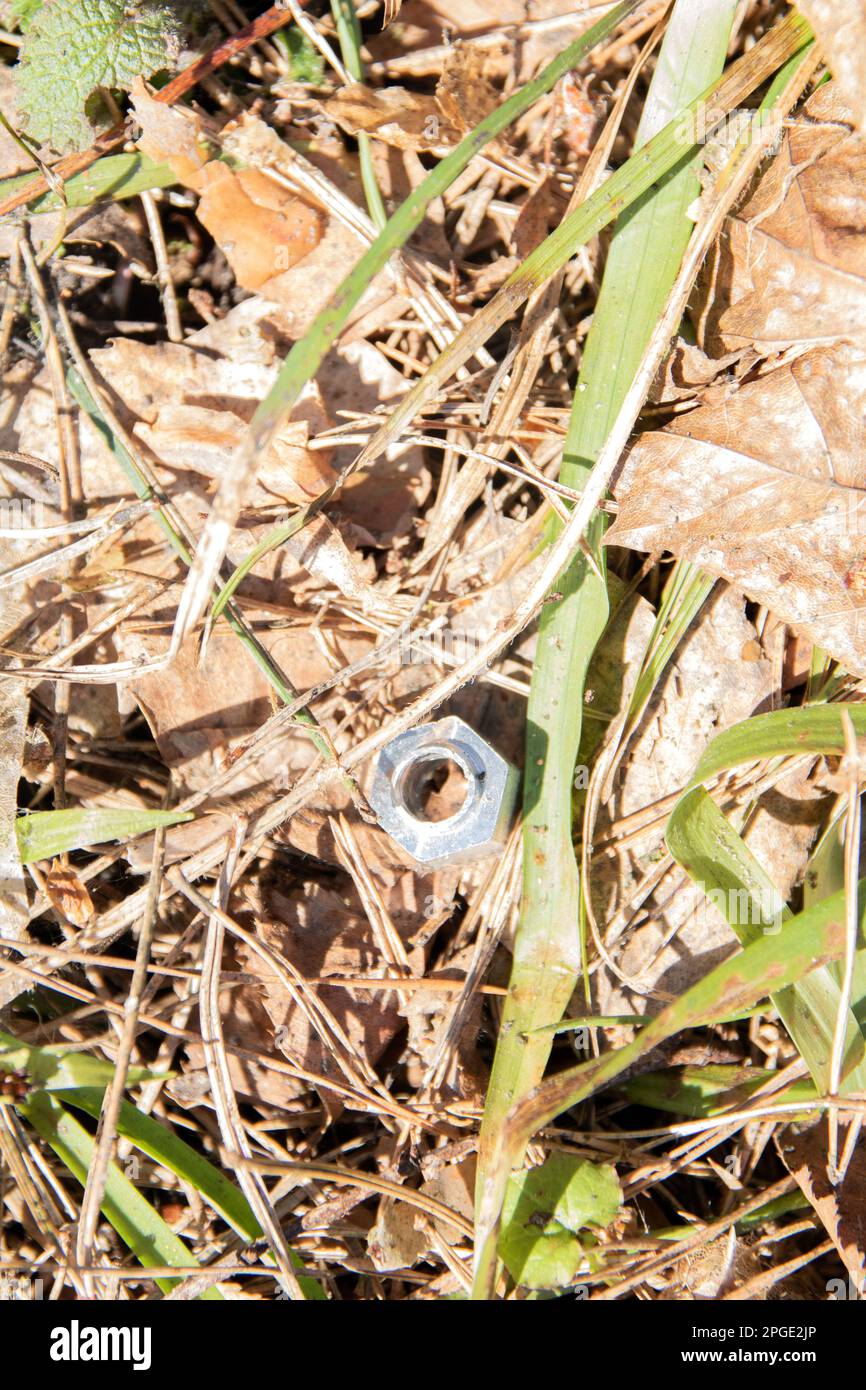 photo of a metal nut in the forest in sunny weather Stock Photo - Alamy