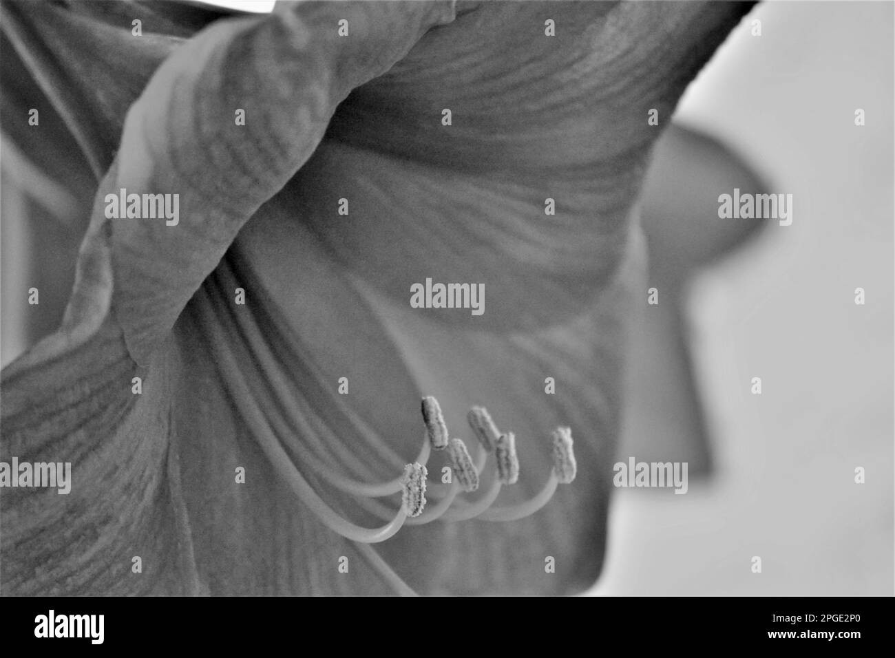 The gris Black and White Stock Photos & Images - Alamy