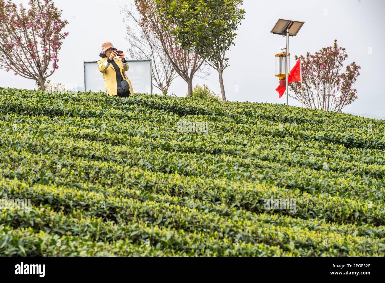 Chongqing, China's Chongqing. 22nd Mar, 2023. A tourist visits a tea ...