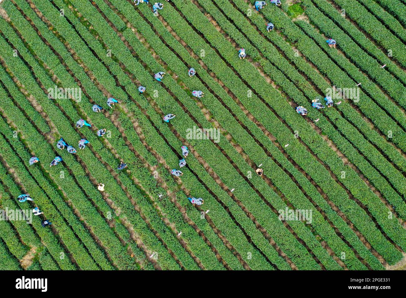 Chongqing. 22nd Mar, 2023. This aerial photo taken on March 22, 2023 ...
