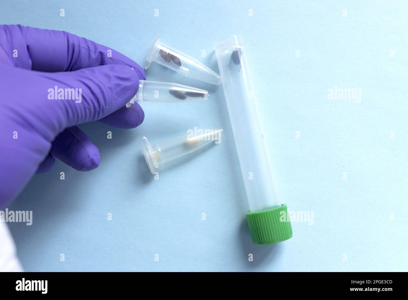 Showing some samples of the different phases of the life cycle of ...