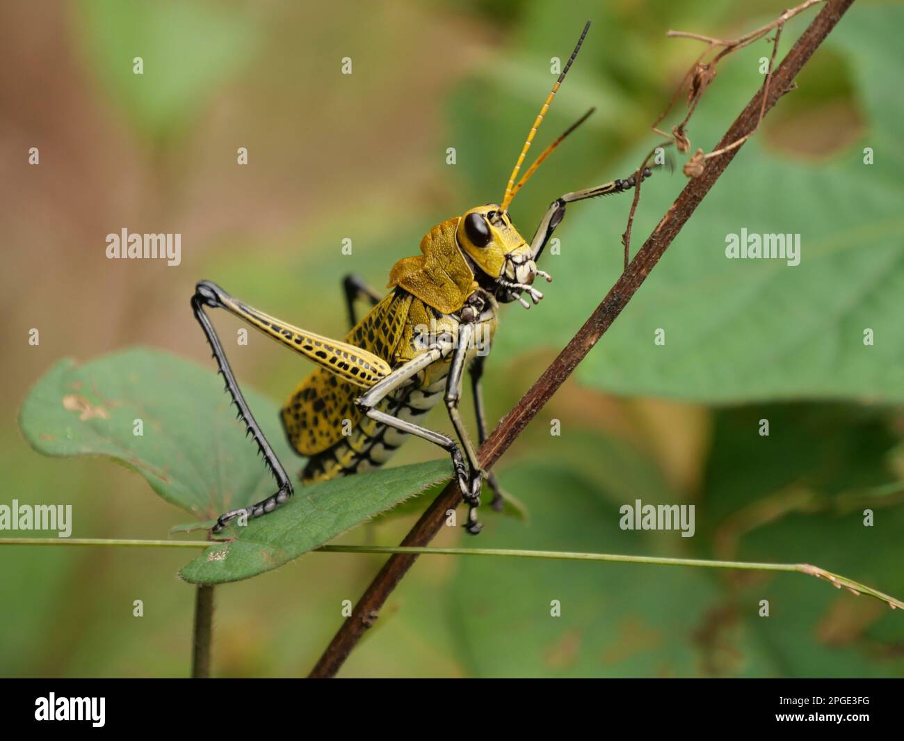 A vibrant green and yellow grasshopper perched on a slender twig in a ...