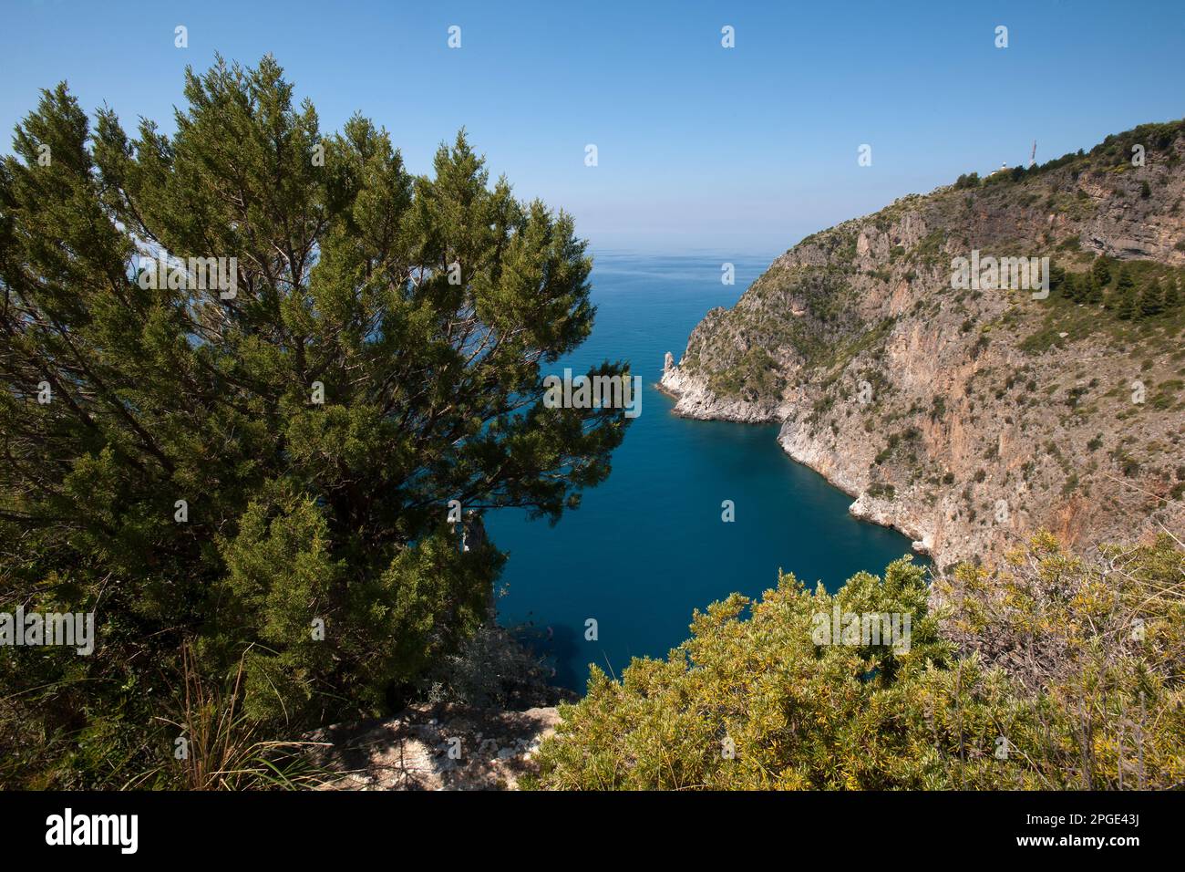 Centola palinuro hi-res stock photography and images - Alamy