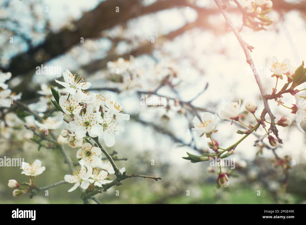 Spring Cherry Blossom. Abstract background of macro cherry blossom tree ...