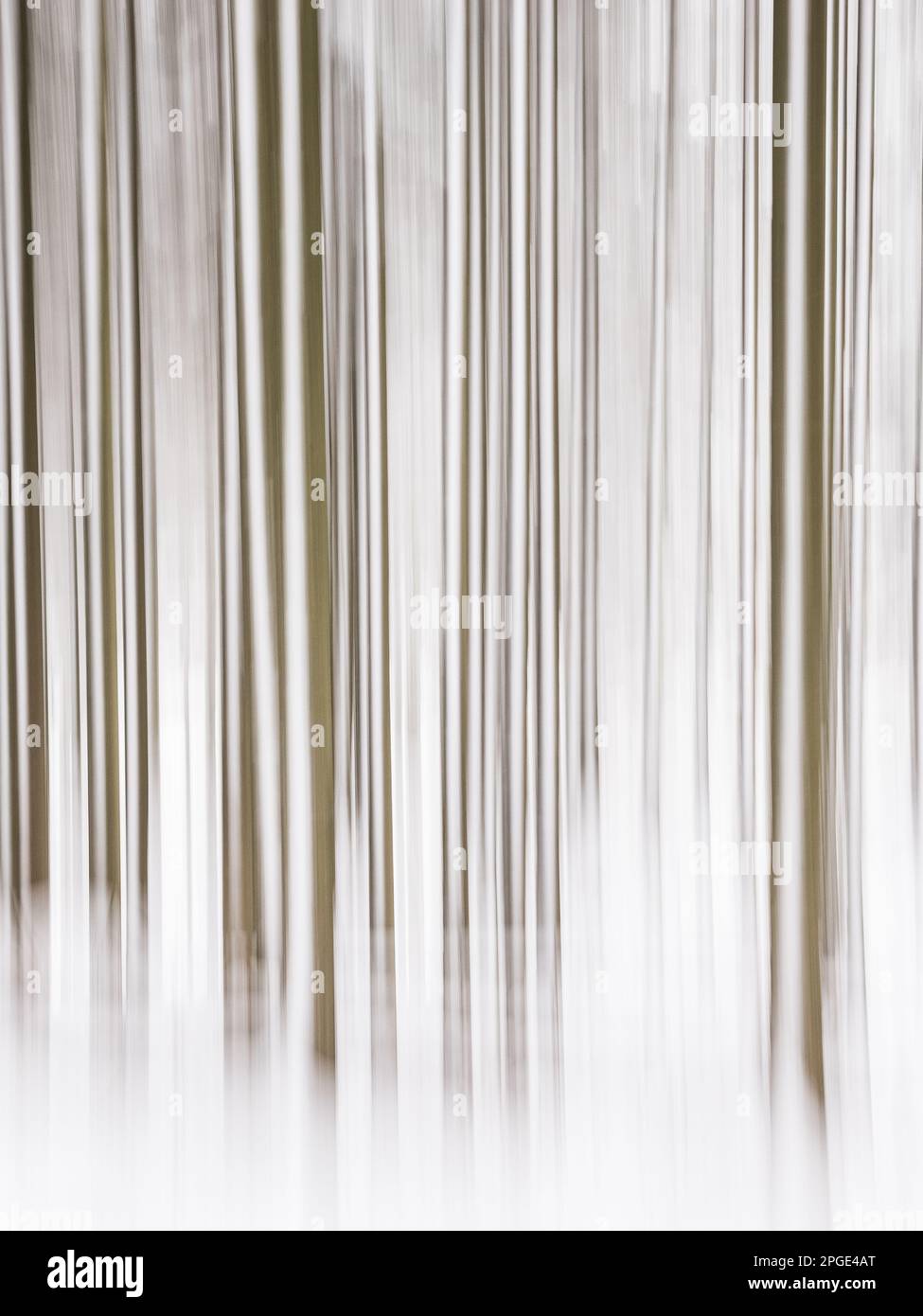 A stunning winter scene of trees, snow and wood captured in a long ...