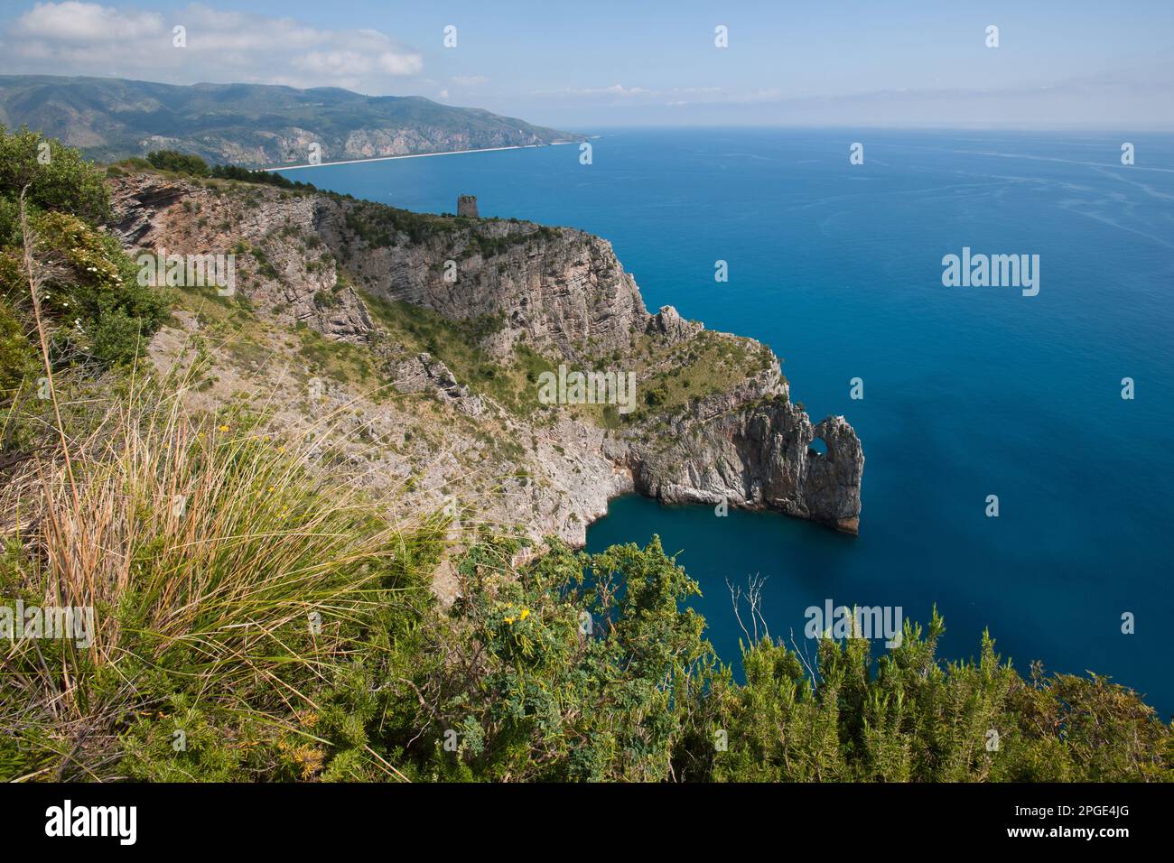 Centola palinuro hi-res stock photography and images - Alamy