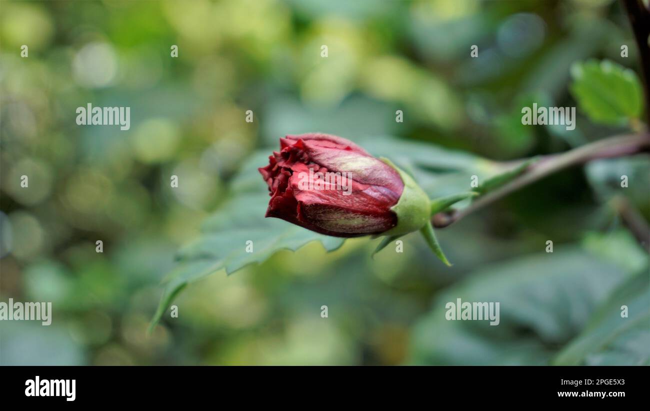 Closeup red bud of Hibiscus rosa sinensis flower buds also known as ...