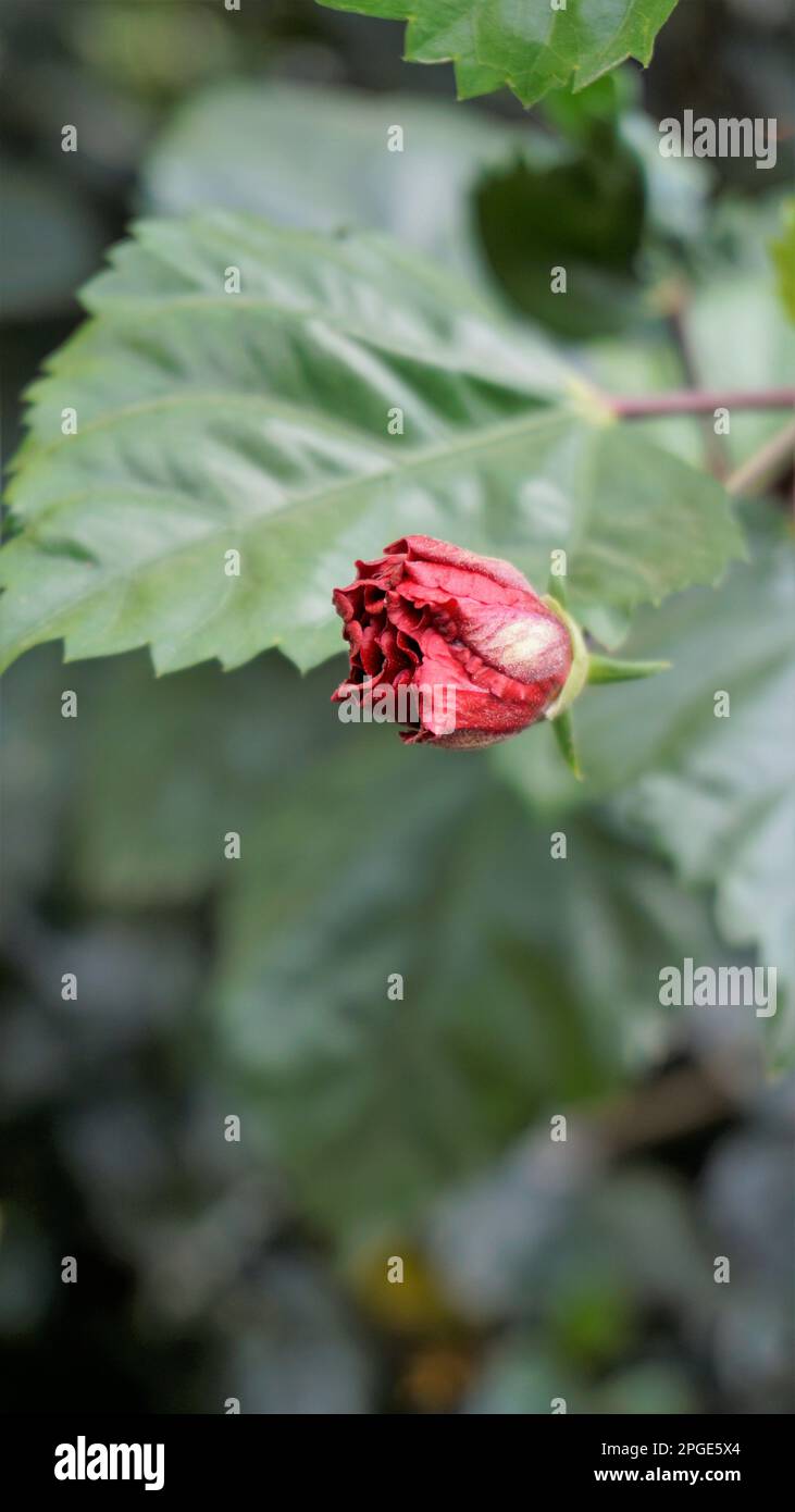 Closeup red bud of Hibiscus rosa sinensis flower buds also known as ...
