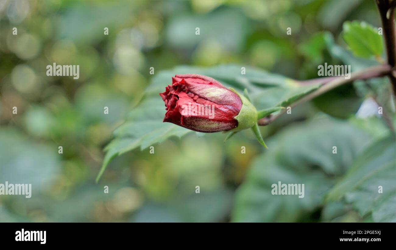 Closeup red bud of Hibiscus rosa sinensis flower buds also known as ...