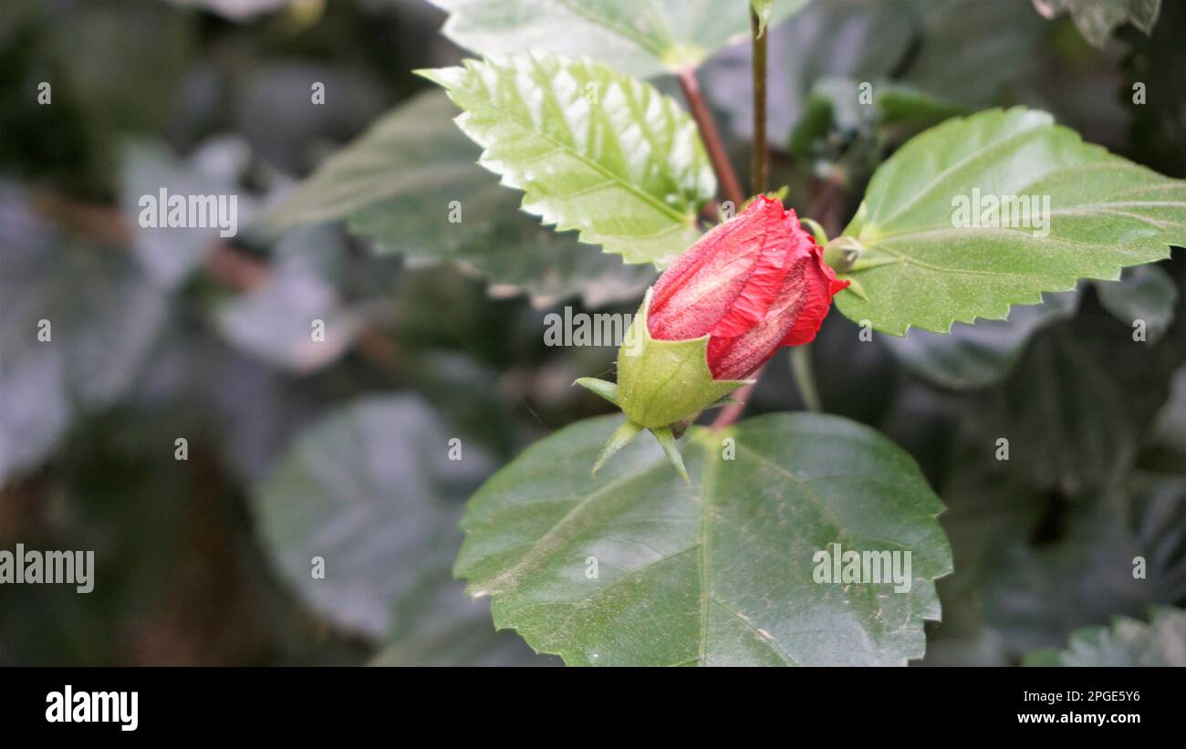 Closeup red bud of Hibiscus rosa sinensis flower buds also known as ...