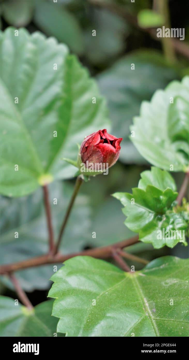 Closeup red bud of Hibiscus rosa sinensis flower buds also known as ...