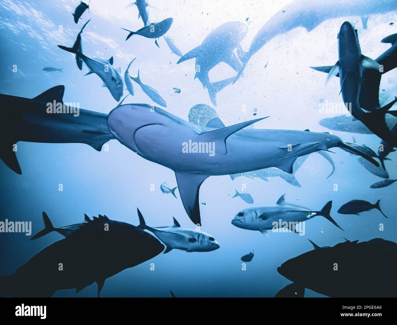 Caribbean reef sharks (Carcharhinus perezi) feeding in a school beneath ...