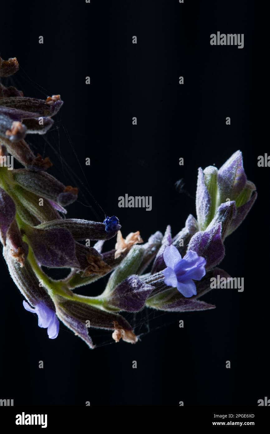 Piante profumate hi-res stock photography and images - Alamy