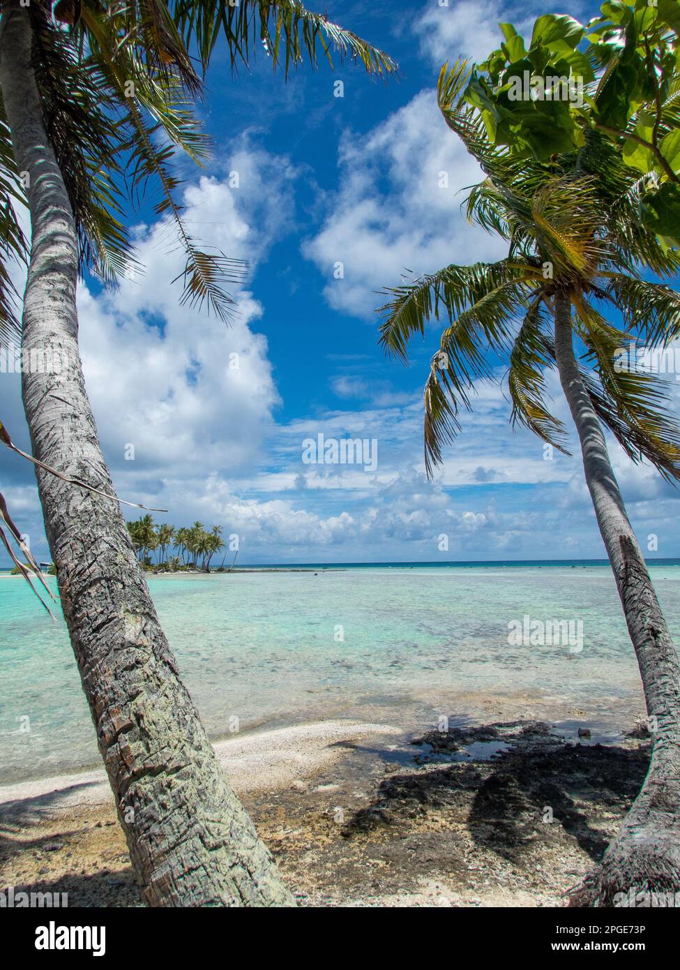 Palm Trees on the Blue Lagoon beach at Rangiroa Atoll, French Polynesia ...