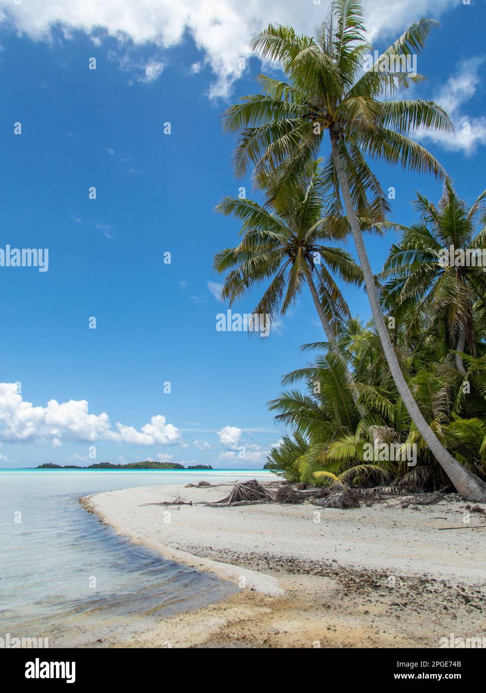 Palm Trees on the Blue Lagoon beach at Rangiroa Atoll, French Polynesia ...