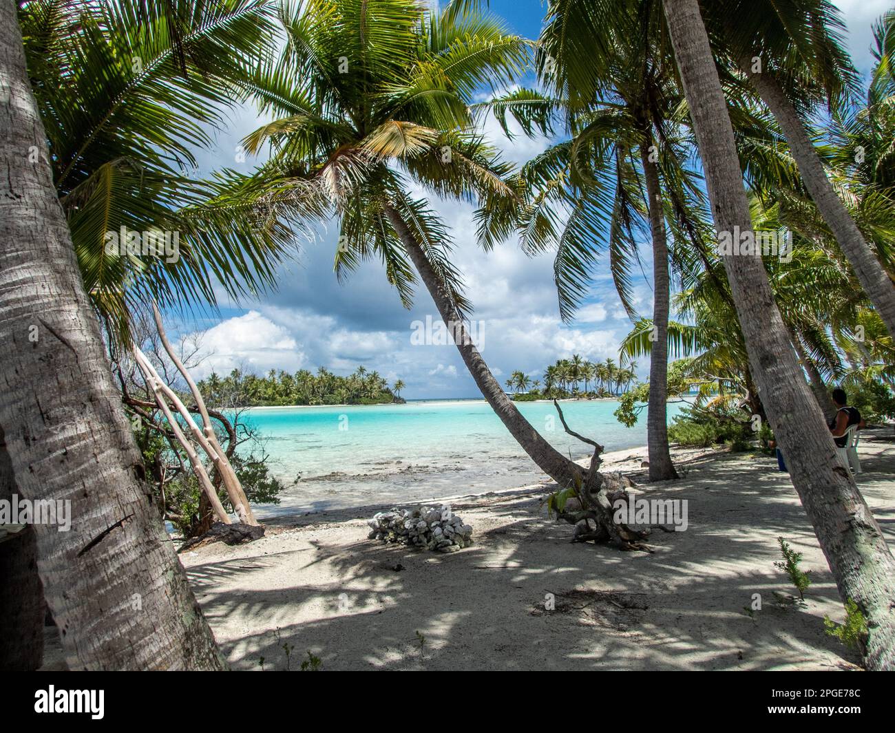 Palm Trees on the Blue Lagoon beach at Rangiroa Atoll, French Polynesia ...