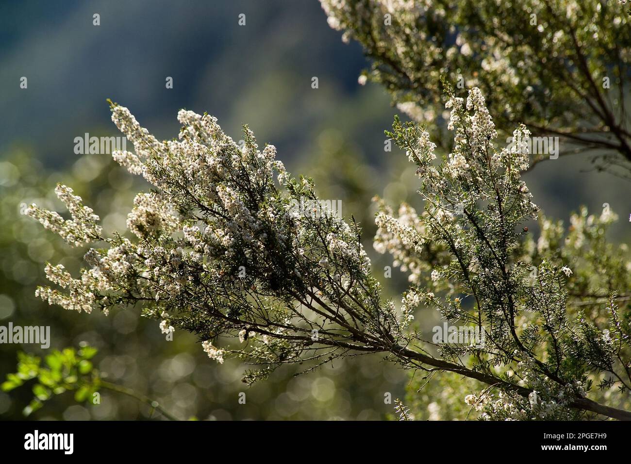 cespuglio di erica, gole del fiume calore, parco nazionale del cilento ...