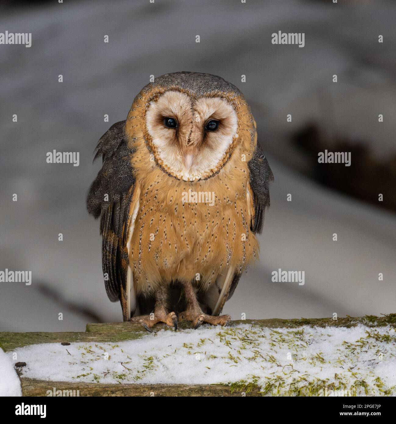 Owl expressions up close hi-res stock photography and images - Alamy