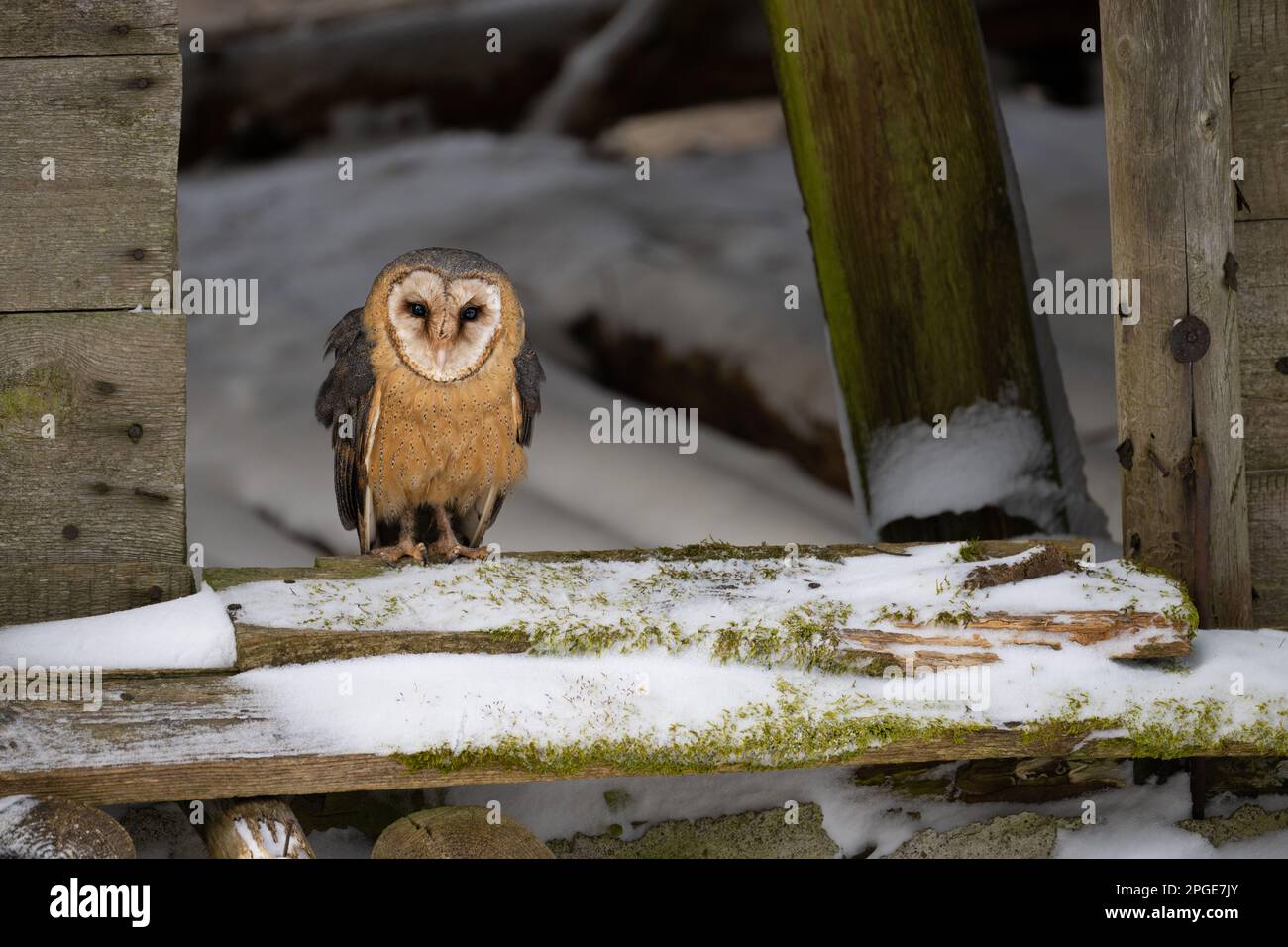Barn owl snow close up hi-res stock photography and images - Alamy