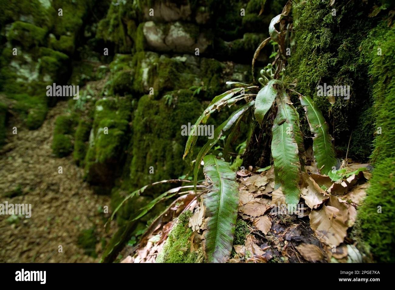 felce lingua cervina, grotta di fra gentile, monti alburni, parco ...