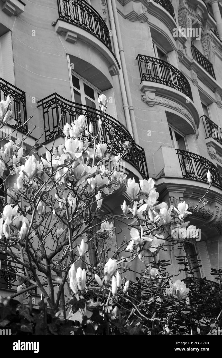 Spring in Paris, France. Blossoming Magnolia tree and typical Parisian ...