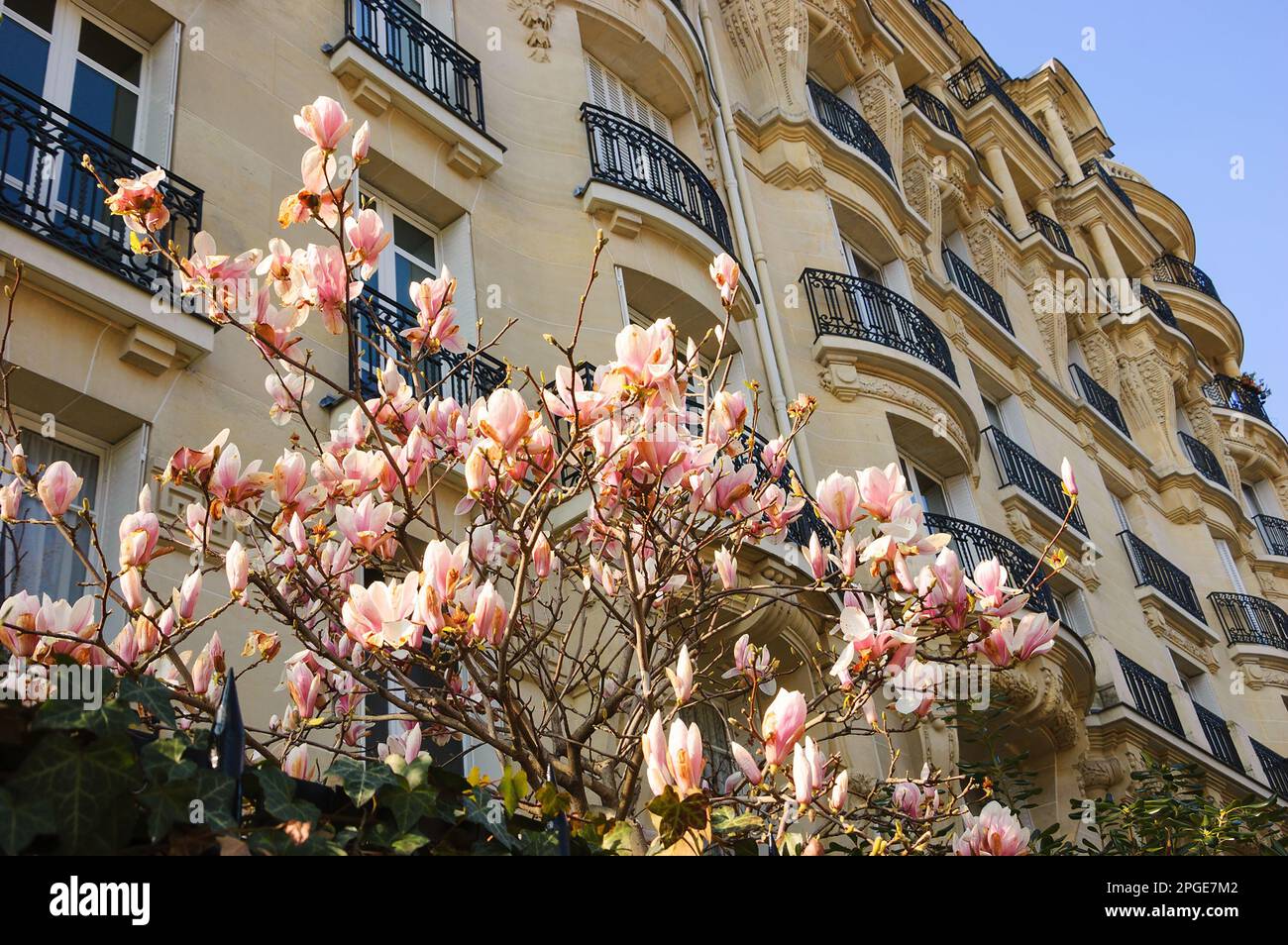 Spring in Paris, France. Blossoming Magnolia tree and typical Parisian ...
