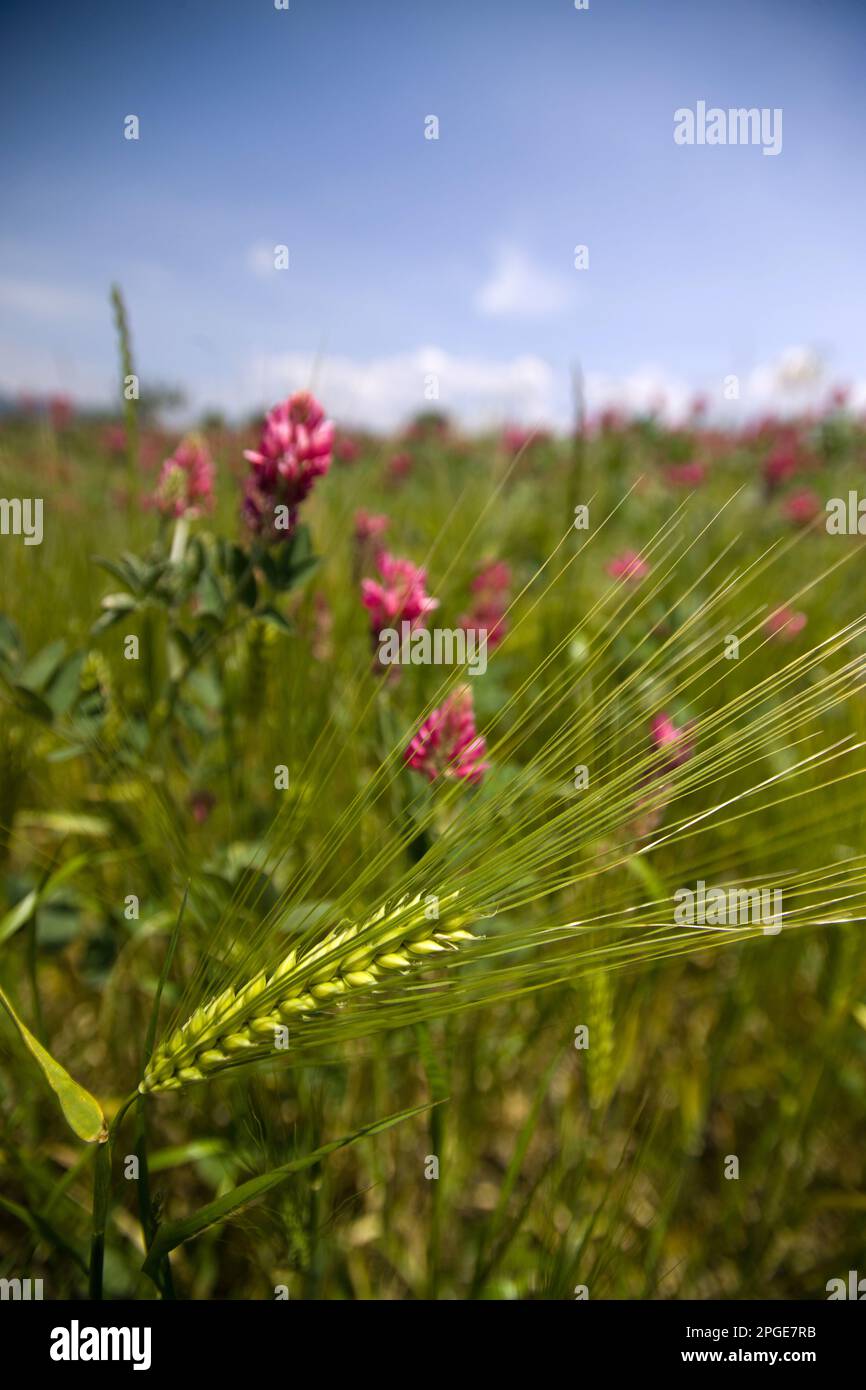 spiga di grano, monti alburni, parco nazionale del cilento, salerno ...