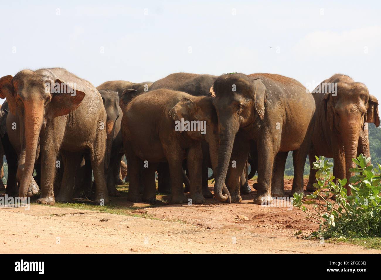 Avedon elephant photo hi-res stock photography and images - Alamy