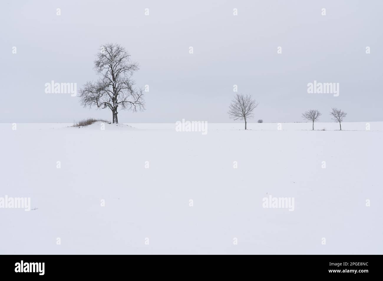 A scenic winter landscape with a line of tall trees covered in snow ...