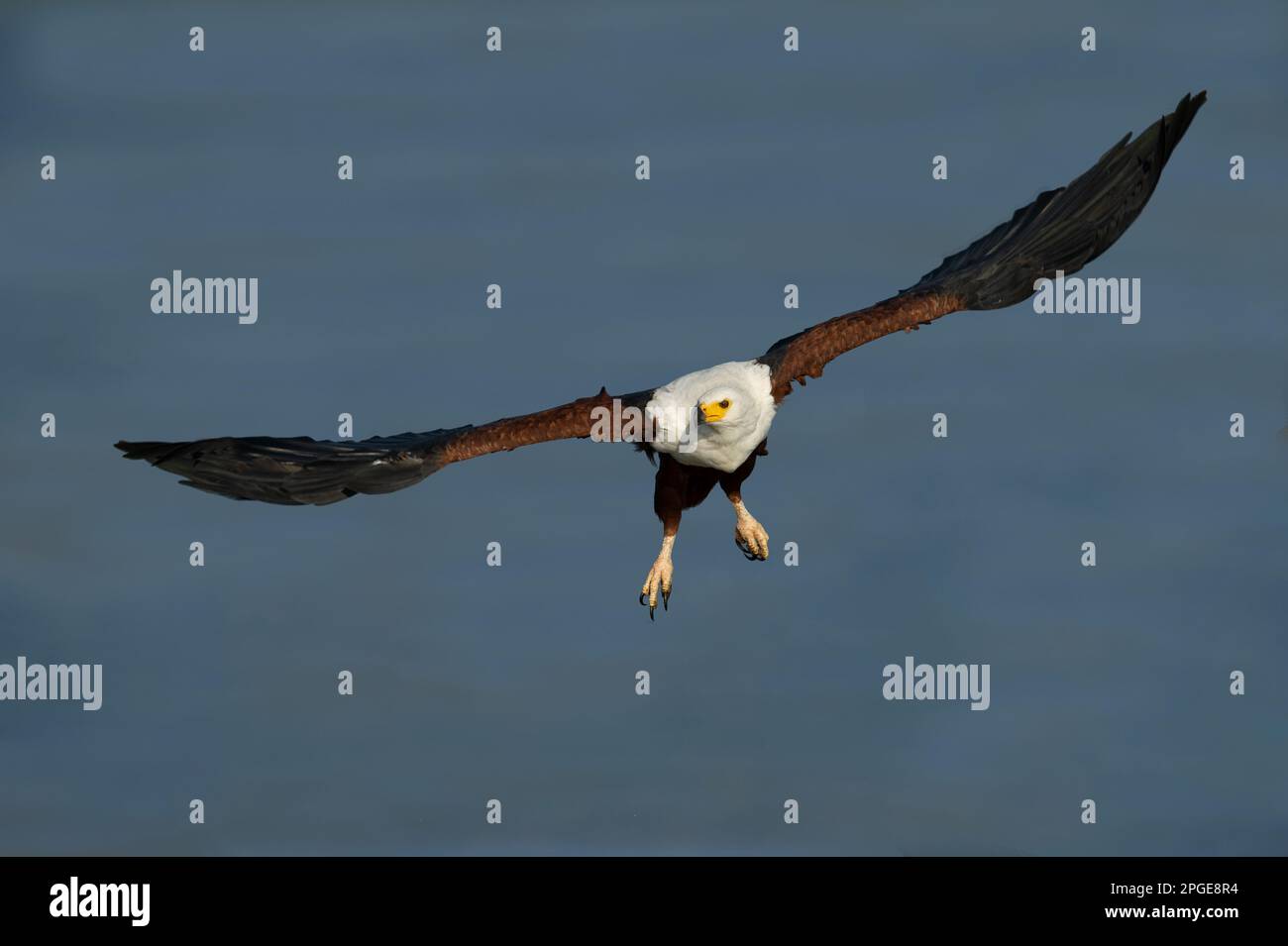 African Fish-Eagle (Haliaeetus vocifer) Pilanesberg Nature Reserve ...