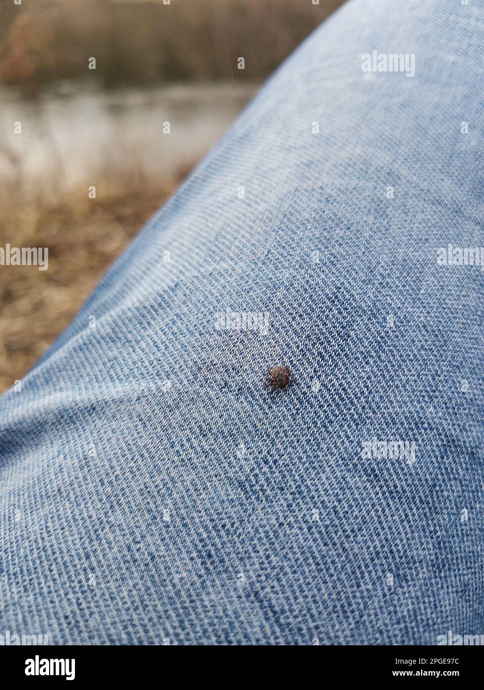 Lyme disease black leg hi-res stock photography and images - Alamy