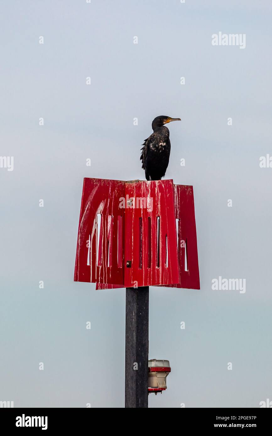 Rye harbour wildlife hi-res stock photography and images - Alamy