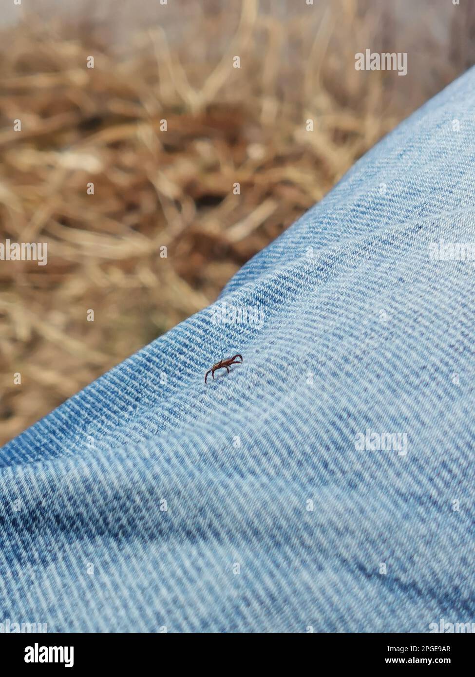 Lyme disease black leg hi-res stock photography and images - Alamy