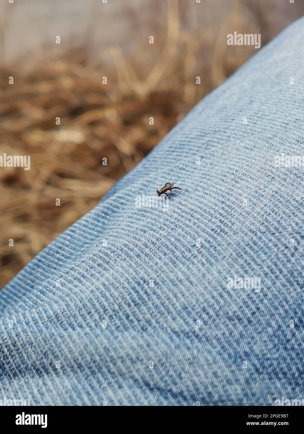 Lyme disease black leg hi-res stock photography and images - Alamy