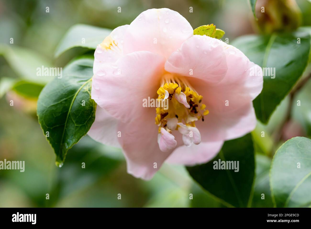 Pale pink Camellia flower closeup. Dorset, England, UK Stock Photo - Alamy